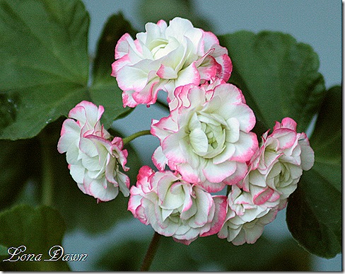 A Hocking Hill's Garden: My Rosebud Pelargoniums